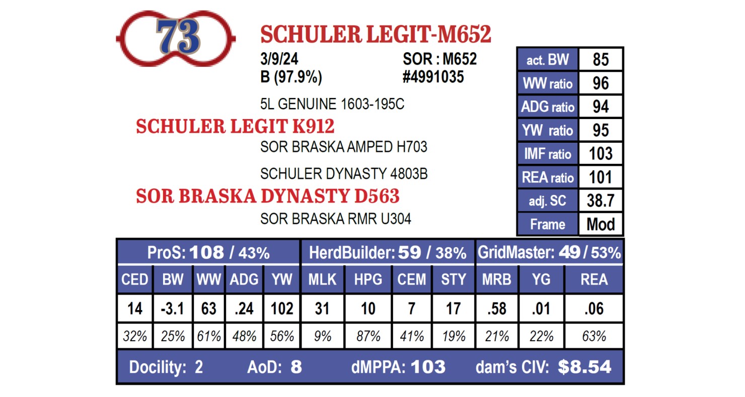 Lot 73: Schuler Red Angus - 43rd Annual Production Sale | DVAuction