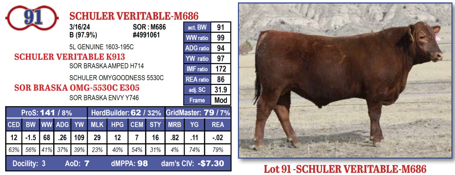 Lot 91: Schuler Red Angus - 43rd Annual Production Sale | DVAuction