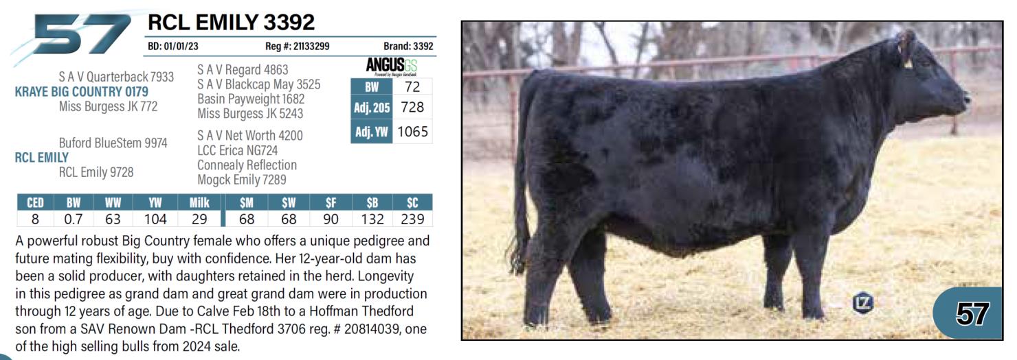 Lot 57: Geppert's Rock Creek Livestock - Rock Creek Bull Sale | DVAuction