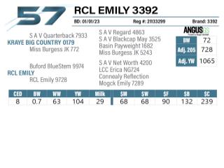 Lot 57: Geppert's Rock Creek Livestock - Rock Creek Bull Sale | DVAuction