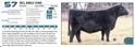 Lot 57: Geppert's Rock Creek Livestock - Rock Creek Bull Sale | DVAuction