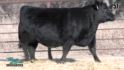 Lot 57: Geppert's Rock Creek Livestock - Rock Creek Bull Sale | DVAuction
