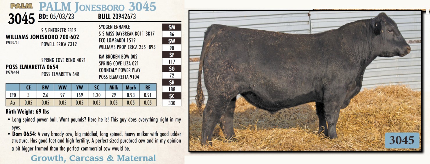 Lot 3045: Nathan Palm Angus - Annual Angus Bull Sale | DVAuction
