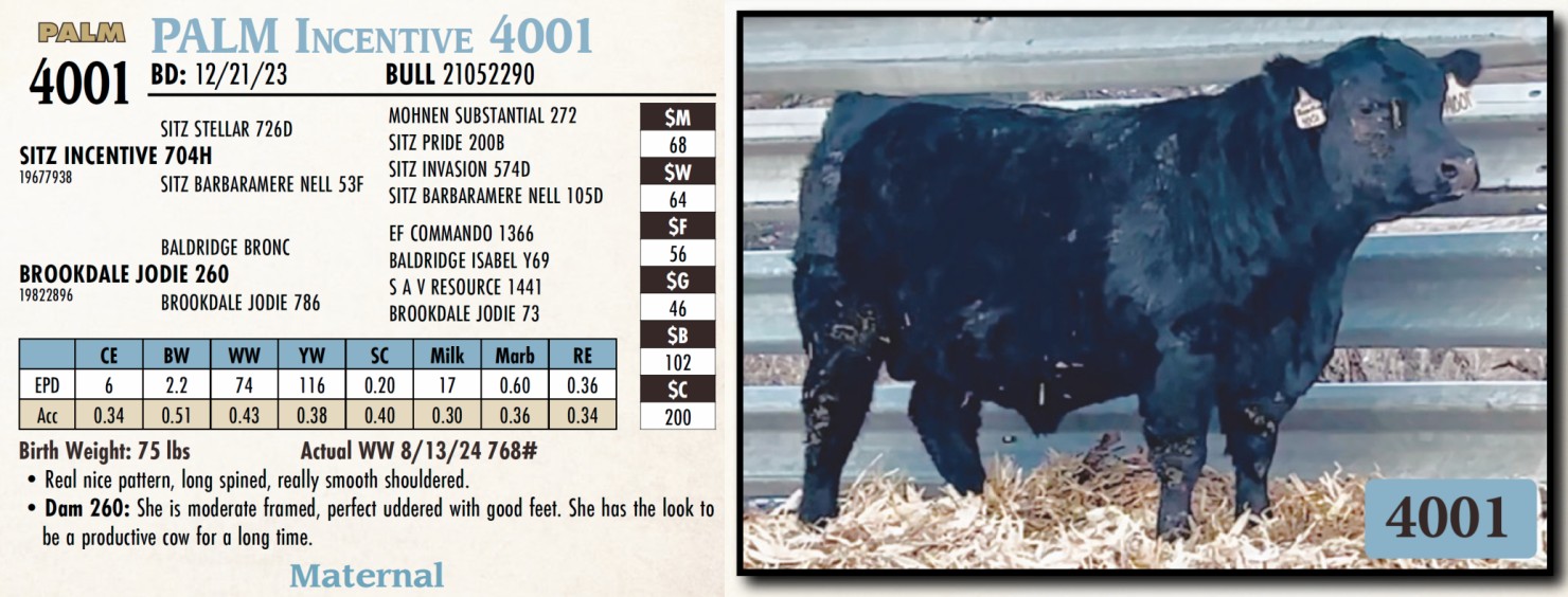 Lot 4001: Nathan Palm Angus - Annual Angus Bull Sale | DVAuction