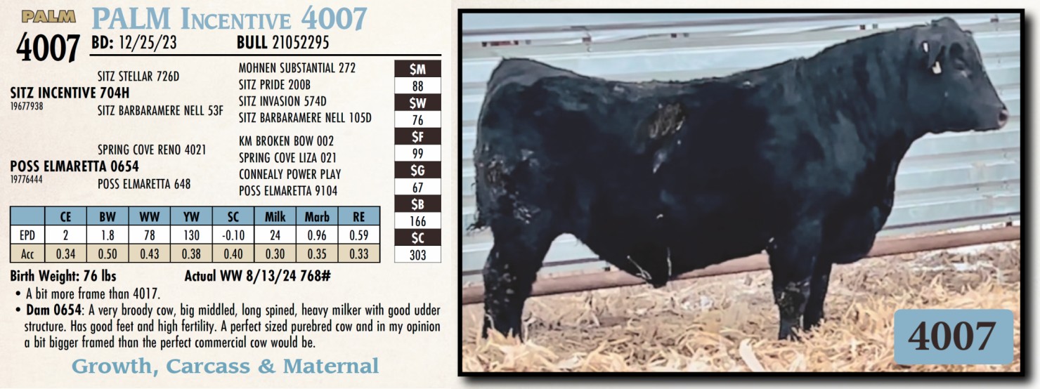 Lot 4007: Nathan Palm Angus - Annual Angus Bull Sale | DVAuction