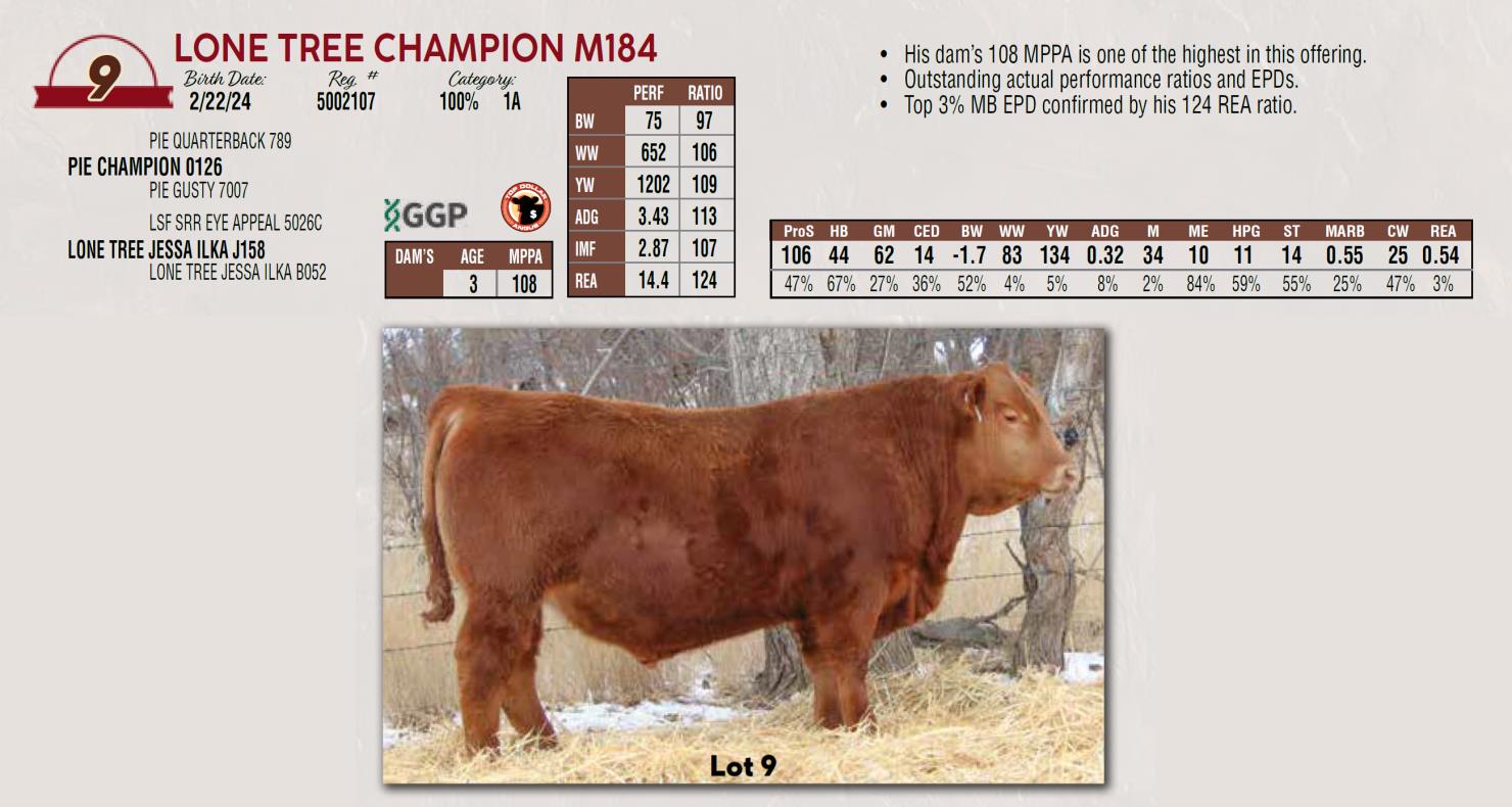 Lot 9: Lone Tree Angus - Annual Red Angus Bull & Female Sale | DVAuction
