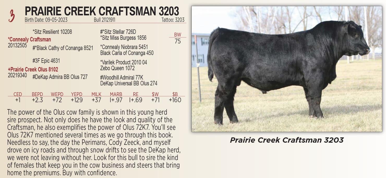 Lot 3: Prairie Creek Angus - Annual Bull Sale | DVAuction
