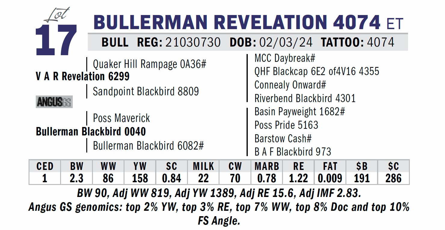 Lot 17: Bullerman Angus & K&J Angus Annual Angus Bull Sale | DVAuction