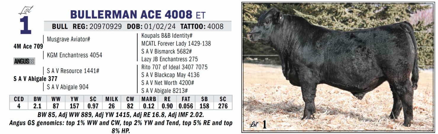 Lot 1: Bullerman Angus & K&J Angus Annual Angus Bull Sale | DVAuction