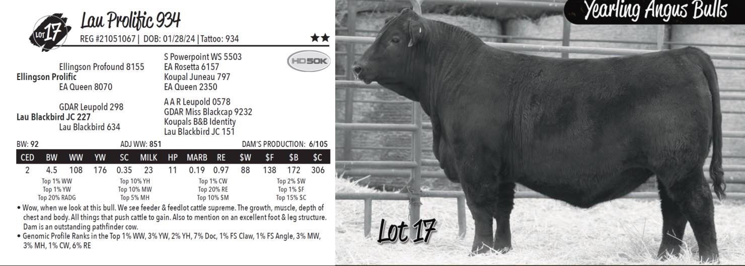 Lot 17: Lau Angus - Annual Angus Bull & Female Sale | DVAuction