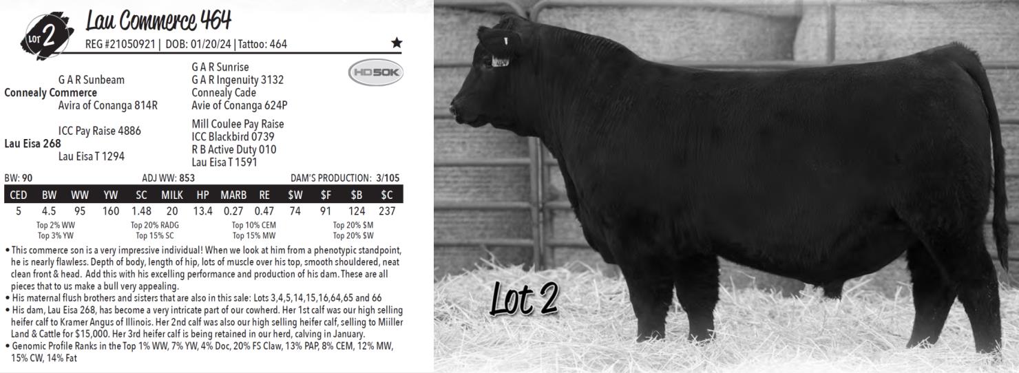 Lot 2: Lau Angus - Annual Angus Bull & Female Sale | DVAuction
