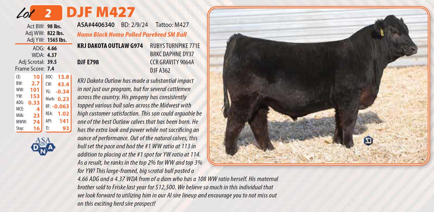 Lot 2: Double J Farms Simmental Cattle - 51st Annual Simmental Bull ...