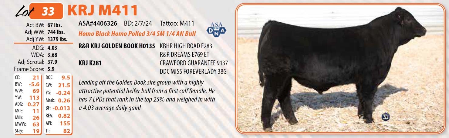 Lot 33: Double J Farms Simmental Cattle - 51st Annual Simmental Bull ...