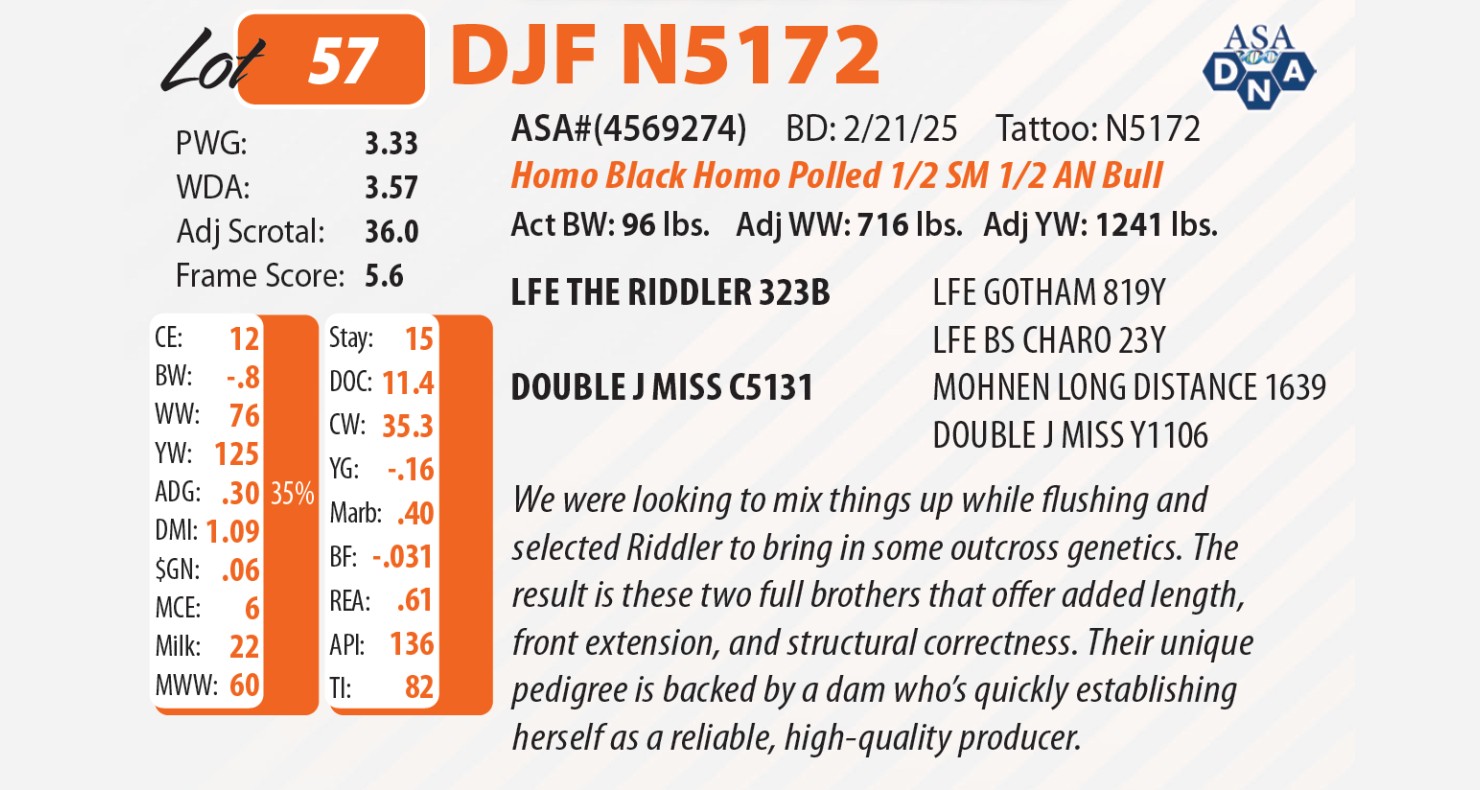 Lot 57: Double J Farms Simmental Cattle - 52nd Annual Simmental Bull ...