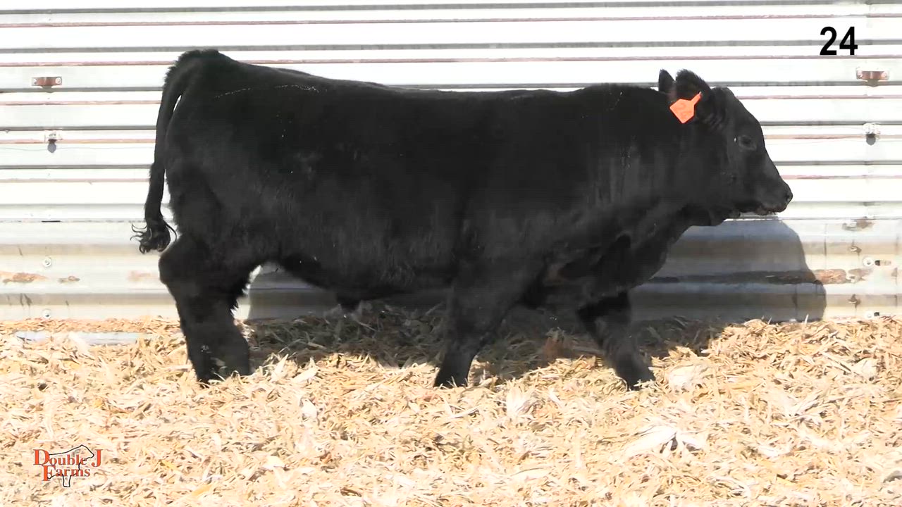 Lot 24: Double J Farms Simmental Cattle - 52nd Annual Simmental Bull ...