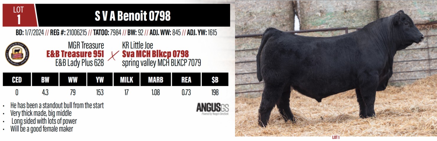 Lot 1: Spring Valley Angus - Annual Angus Bull Sale | DVAuction
