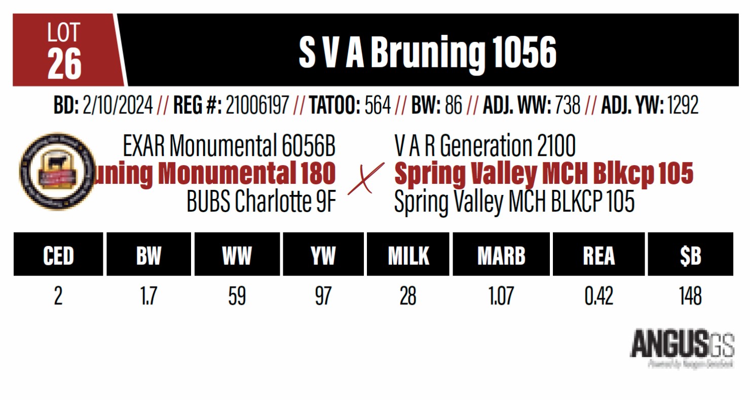 Lot 26: Spring Valley Angus - Annual Angus Bull Sale | DVAuction