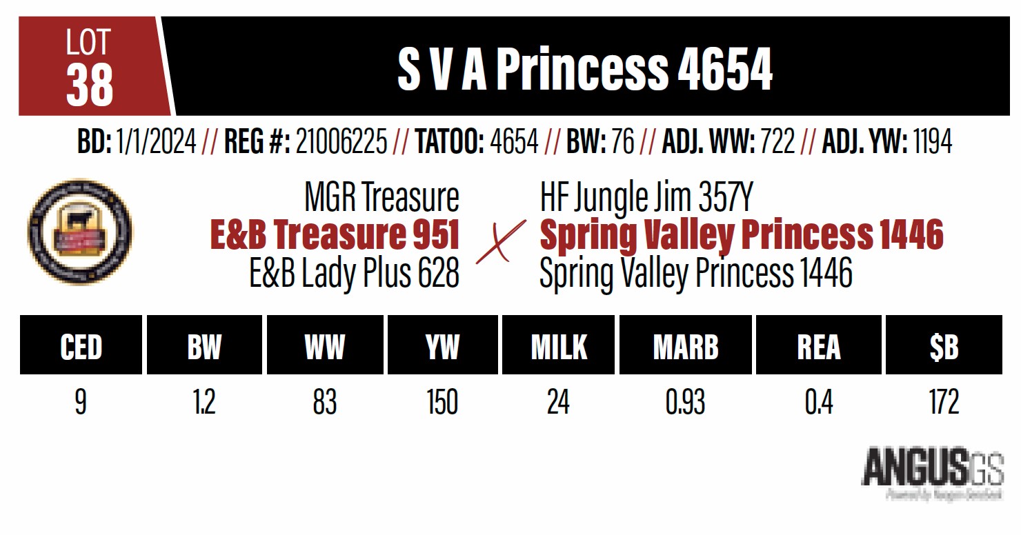 Lot 38: Spring Valley Angus - Annual Angus Bull Sale | DVAuction