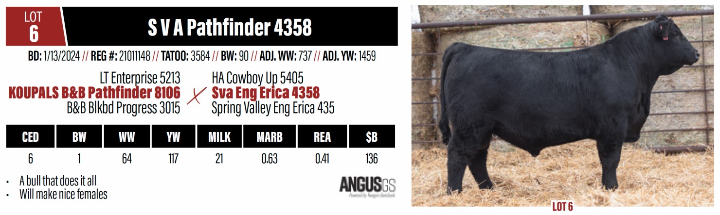 Lot 6: Spring Valley Angus - Annual Angus Bull Sale | DVAuction