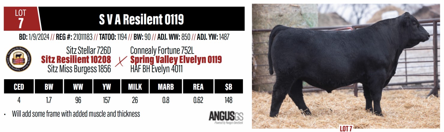 Lot 7: Spring Valley Angus - Annual Angus Bull Sale | DVAuction