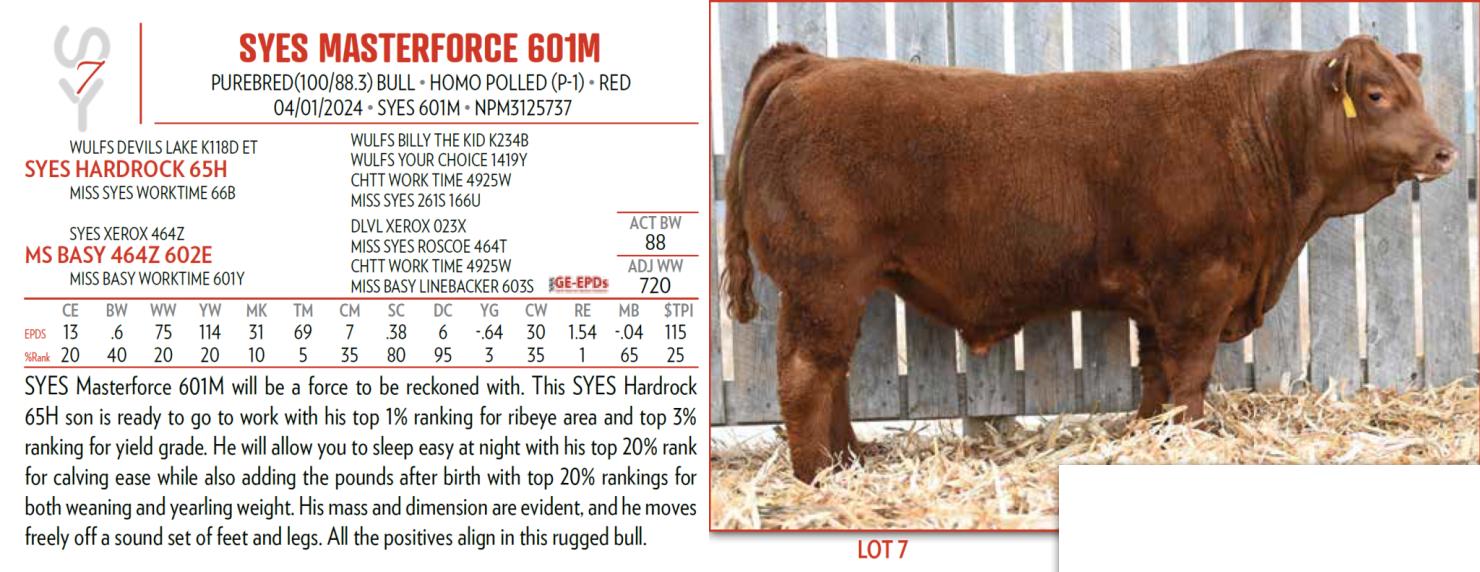 Lot 7: Symens Brothers Limousin - 45th Annual Limousin Bull & Female ...