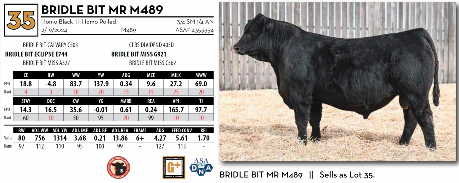 Lot 35: Bridle Bit Simmentals - All Terrain Bull Sale | DVAuction