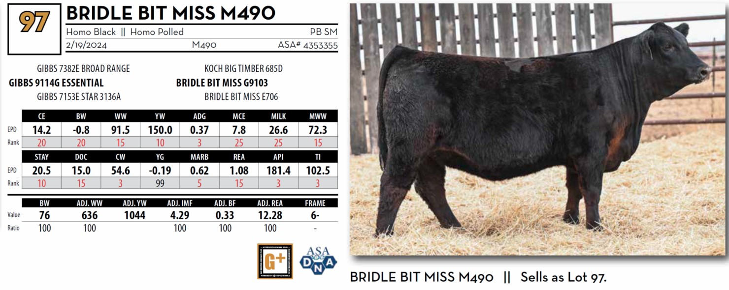 Lot 97: Bridle Bit Simmentals - All Terrain Bull Sale | DVAuction