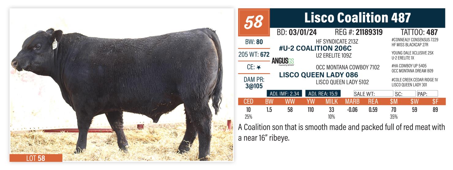 Lot 58: Lisco Angus - M Diamond Angus - Annual Production Sale | DVAuction