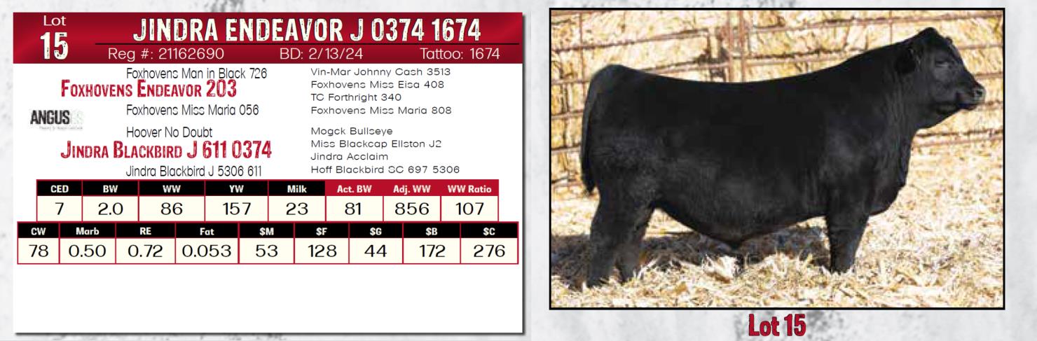 Lot 15: Jindra Angus - Annual Bull Sale | DVAuction