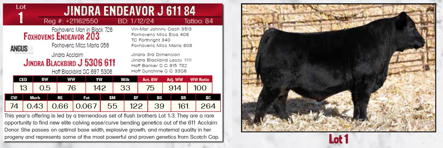 Lot 1: Jindra Angus - Annual Bull Sale | DVAuction