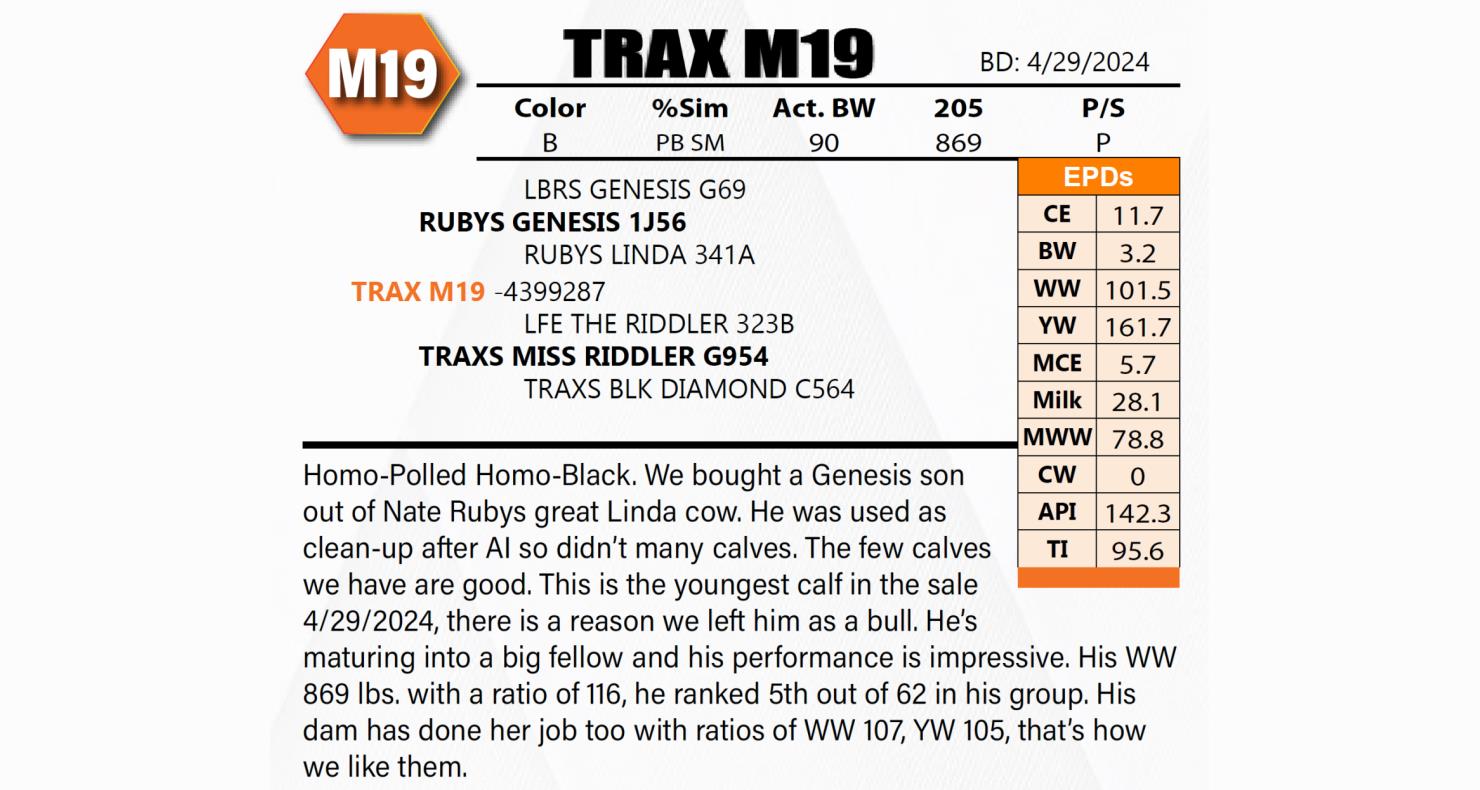 Lot 19: Traxinger Simmentals - Annual Simmental Bull Sale | DVAuction