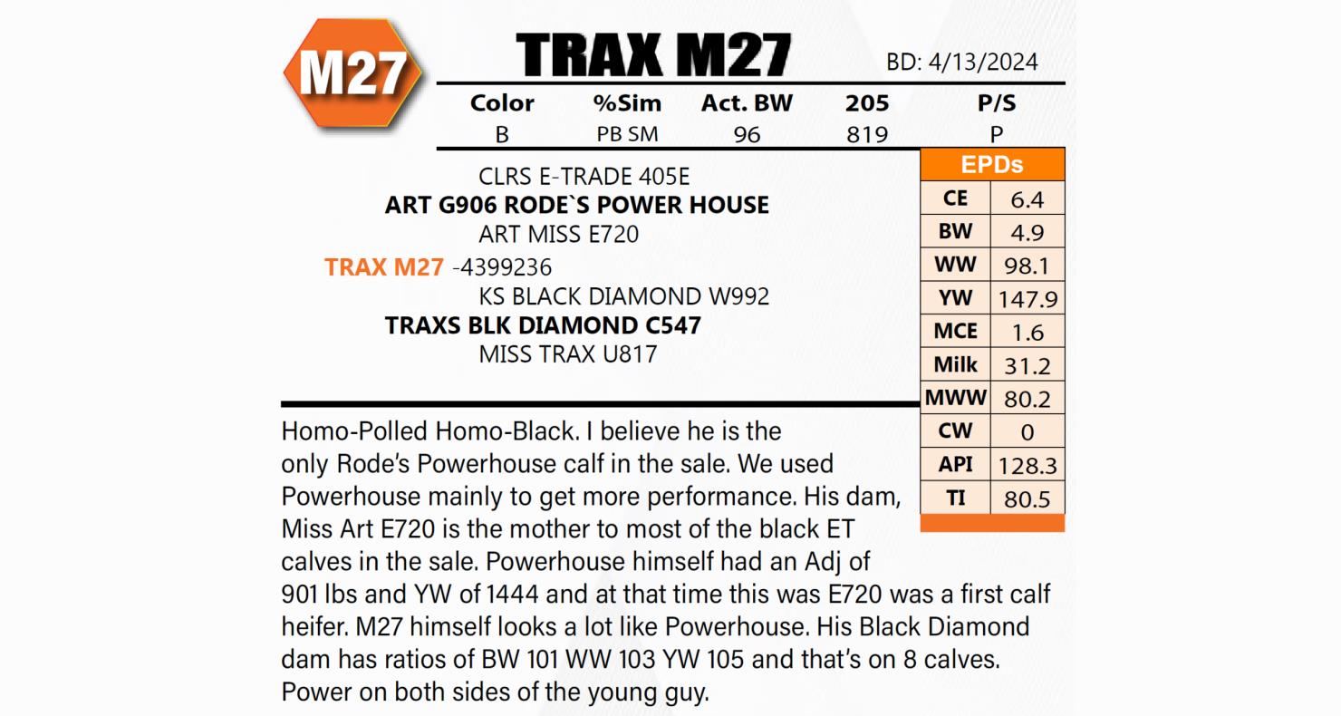 Lot 27: Traxinger Simmentals - Annual Simmental Bull Sale | DVAuction