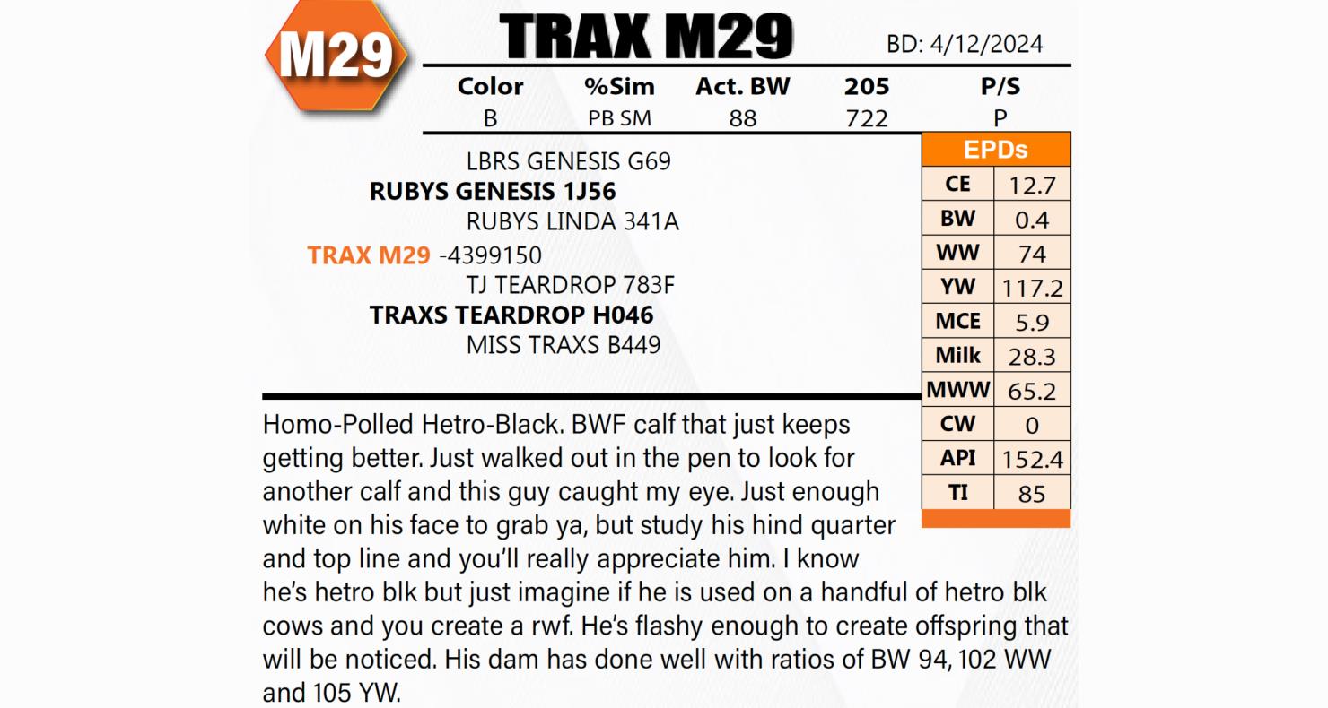 Lot 29: Traxinger Simmentals - Annual Simmental Bull Sale | DVAuction