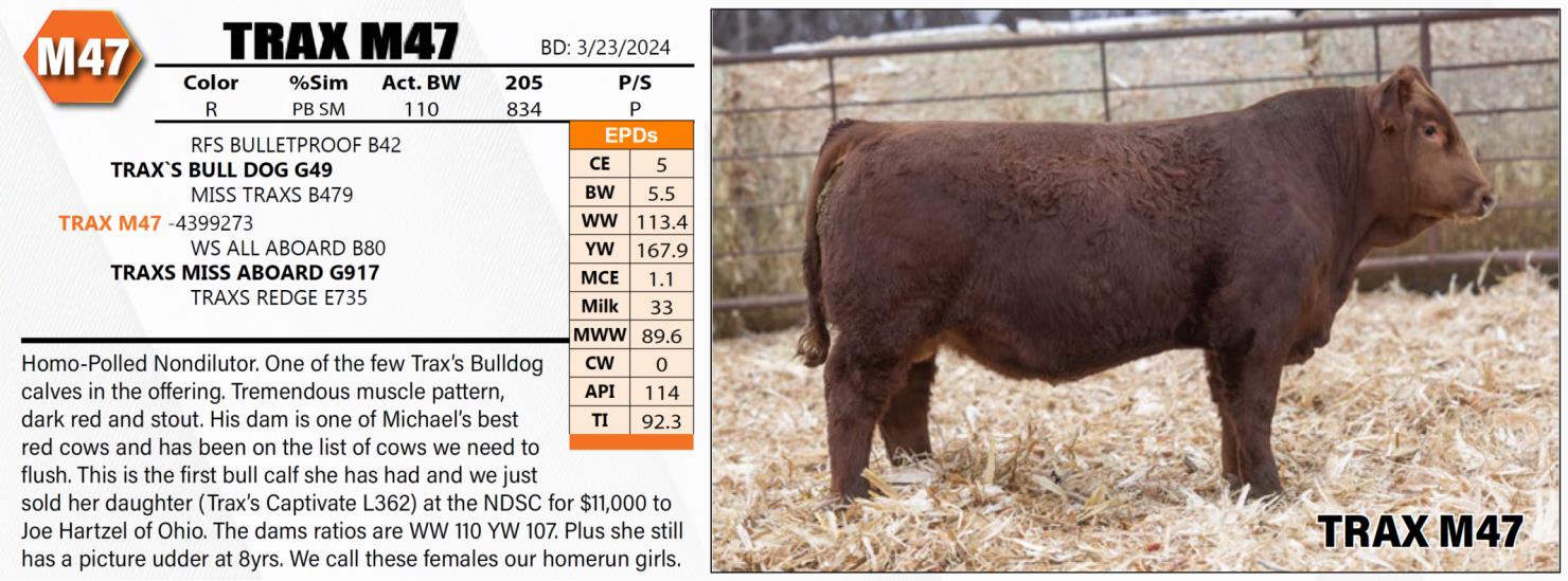 Lot 47: Traxinger Simmentals - Annual Simmental Bull Sale | DVAuction