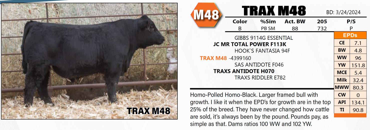 Lot 48: Traxinger Simmentals - Annual Simmental Bull Sale | DVAuction