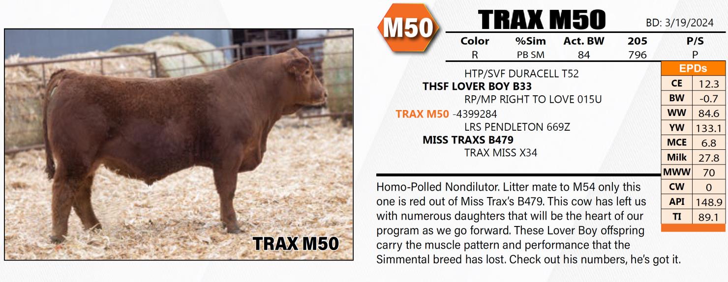 Lot 50: Traxinger Simmentals - Annual Simmental Bull Sale | DVAuction