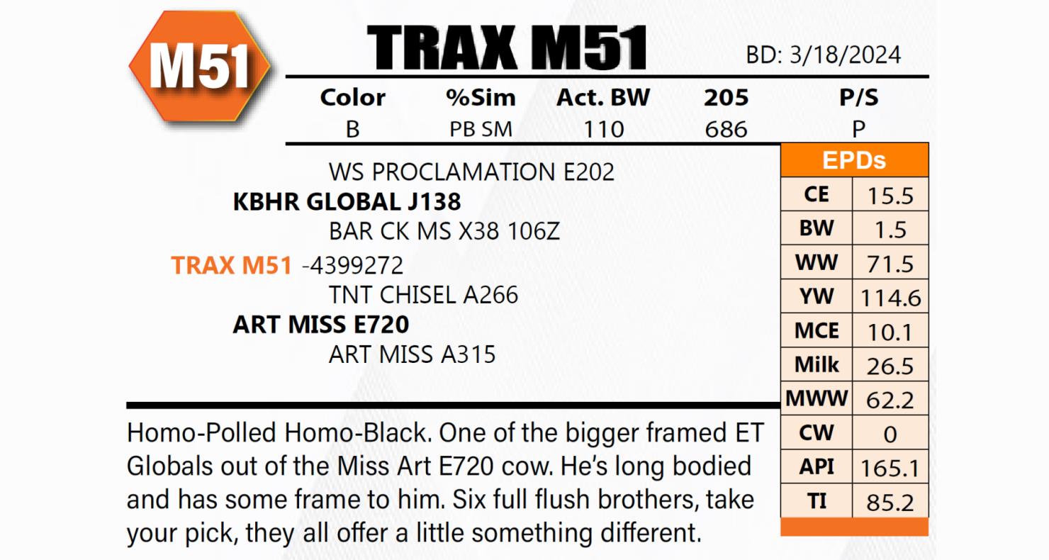Lot 51: Traxinger Simmentals - Annual Simmental Bull Sale | DVAuction