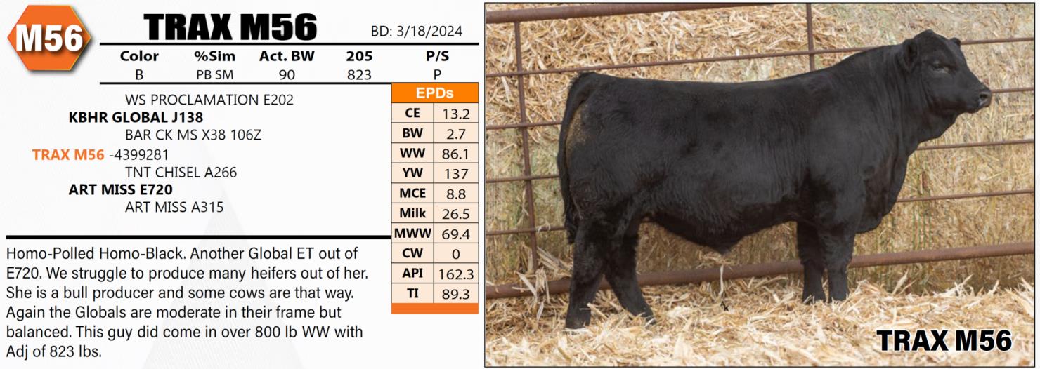 Lot 56: Traxinger Simmentals - Annual Simmental Bull Sale | DVAuction