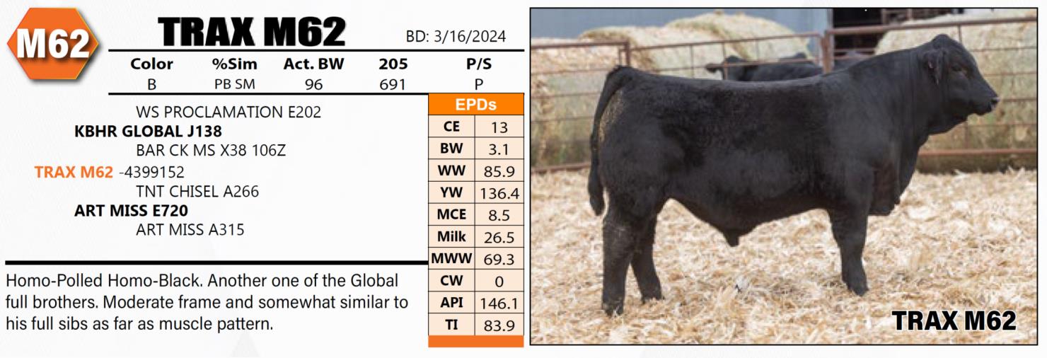 Lot 62: Traxinger Simmentals - Annual Simmental Bull Sale | DVAuction