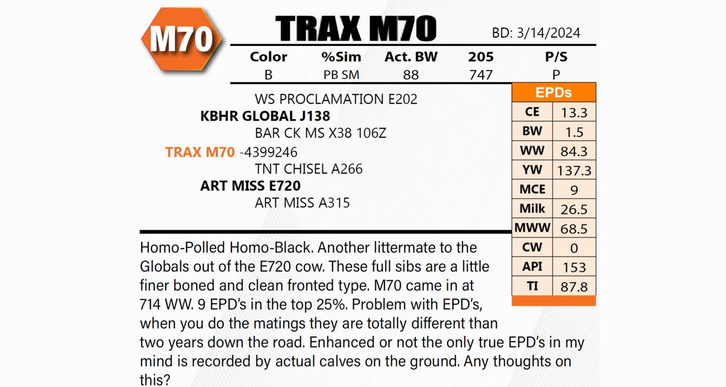 Lot 70: Traxinger Simmentals - Annual Simmental Bull Sale | DVAuction