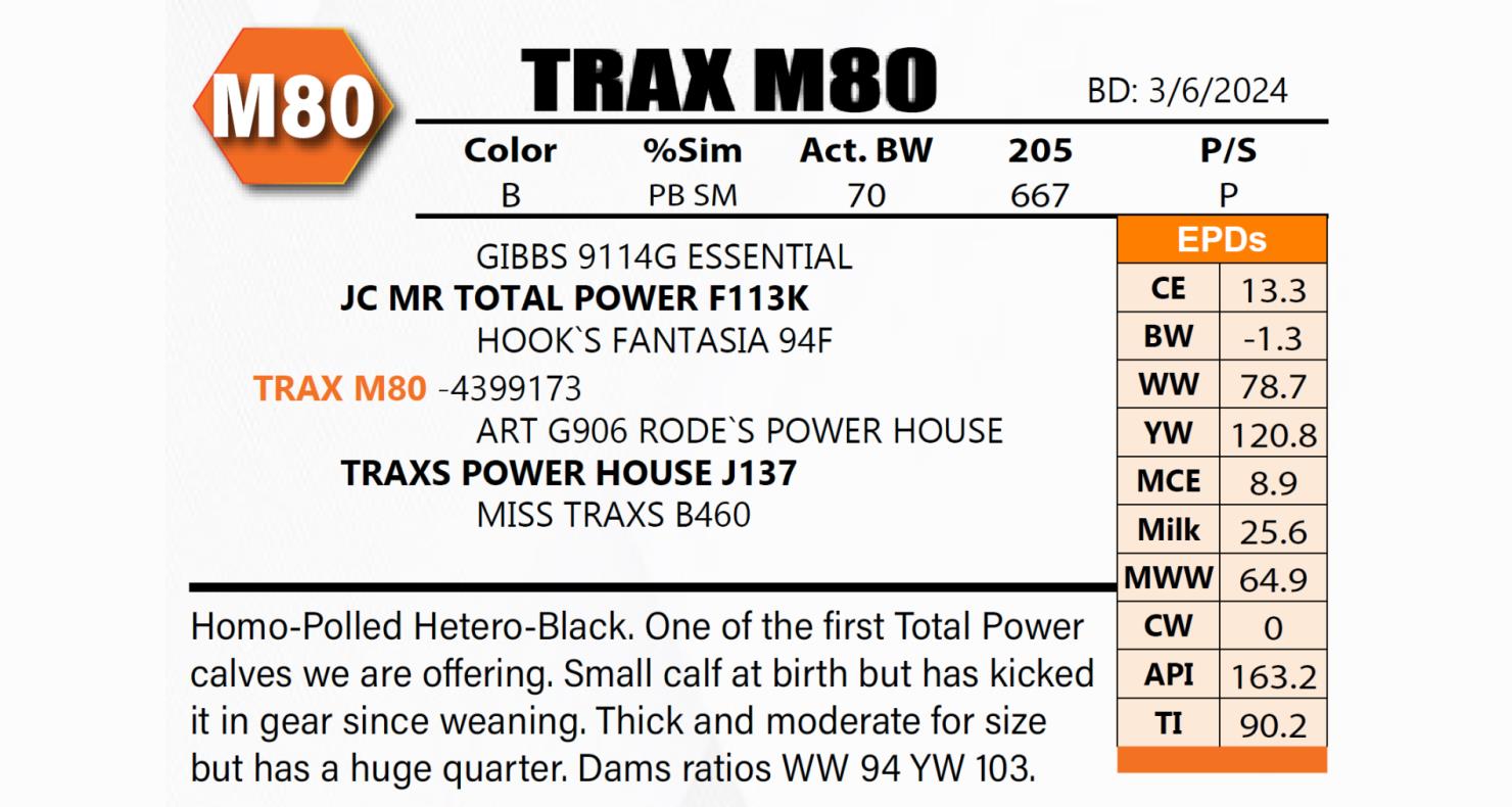 Lot 80: Traxinger Simmentals - Annual Simmental Bull Sale | DVAuction