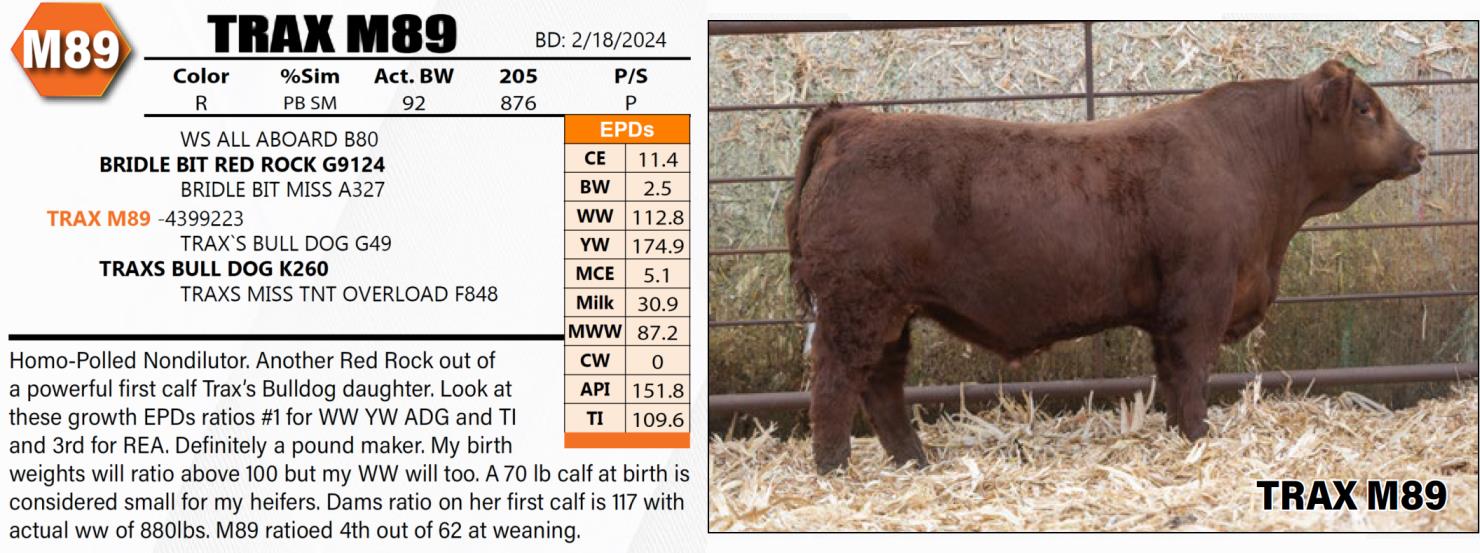 Lot 89: Traxinger Simmentals - Annual Simmental Bull Sale | DVAuction