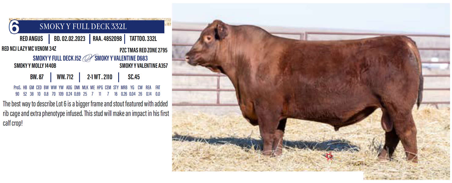 Lot 6: Smoky Y Ranch Red Angus - Spring Production Sale | DVAuction