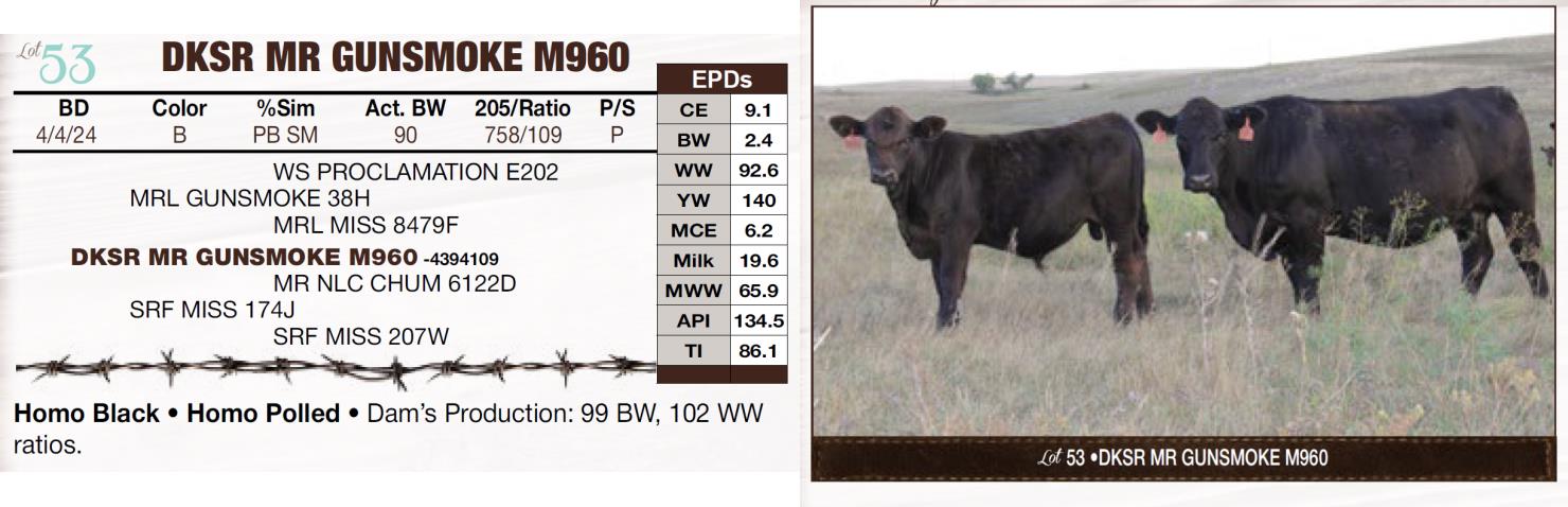 Lot 53: Kunkel Simmentals - Annual Simmental Bull & Female Sale | DVAuction