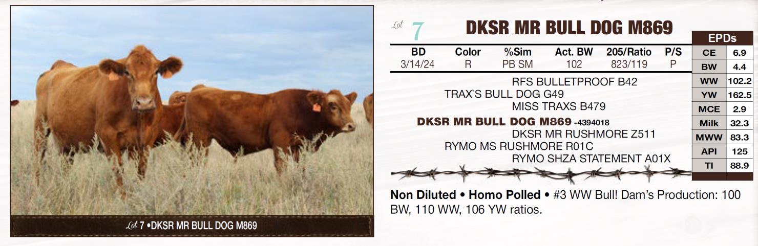 Lot 7: Kunkel Simmentals - Annual Simmental Bull & Female Sale | DVAuction