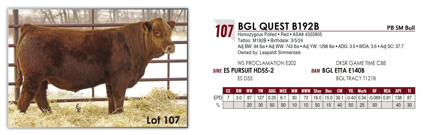 Lot 107: Kenner Simmentals - 29th Annual Simmental Bull & Female Sale ...