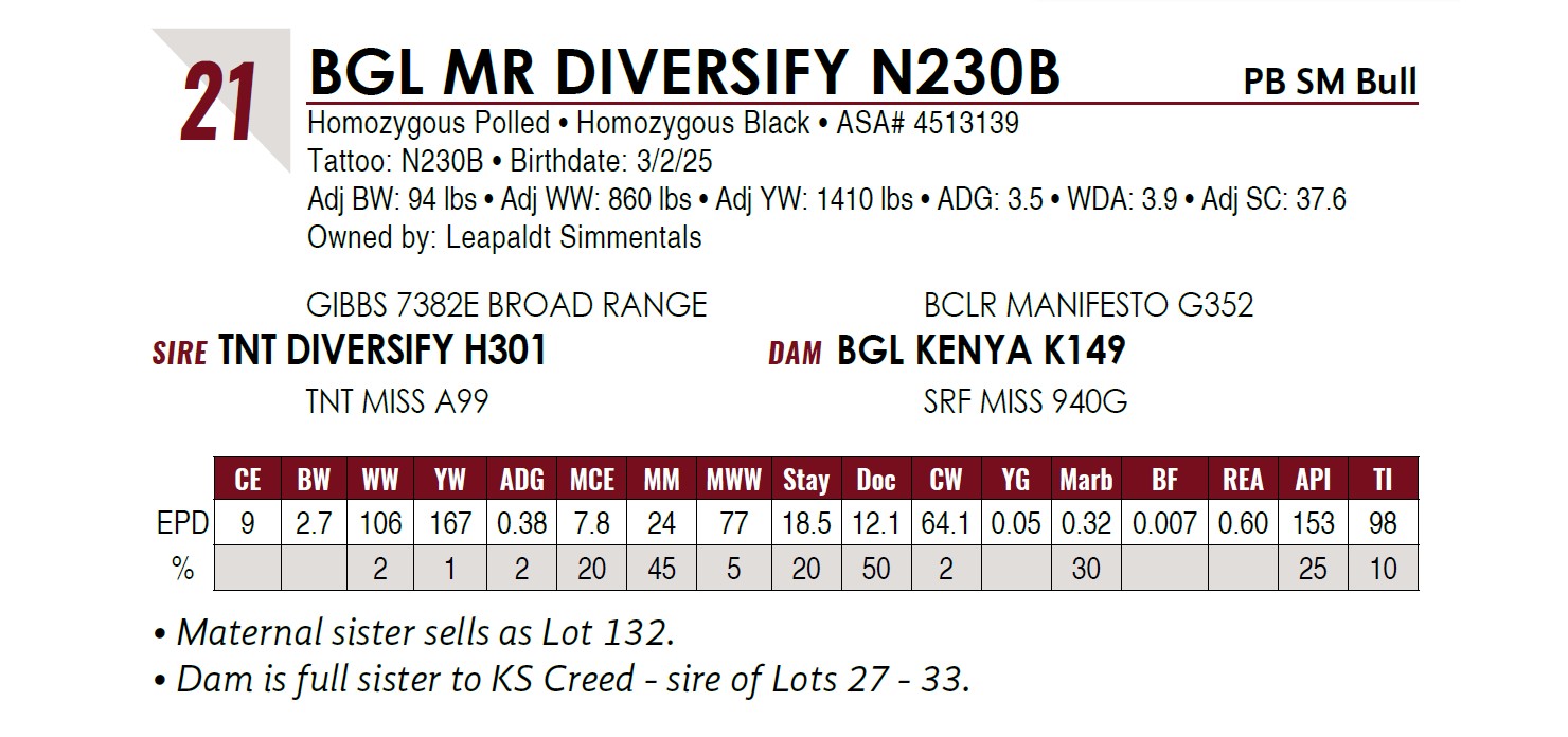 Lot 21: Kenner Simmentals - 30th Annual Simmental Bull & Female Sale ...