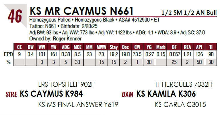 Lot 46: Kenner Simmentals - 30th Annual Simmental Bull & Female Sale ...
