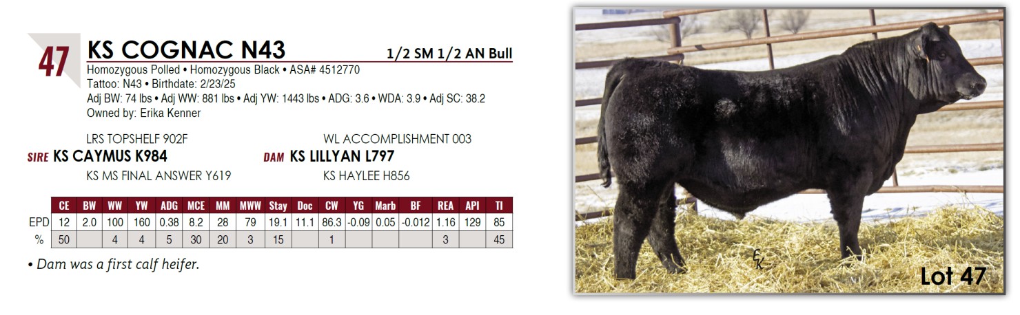 Lot 47: Kenner Simmentals - 30th Annual Simmental Bull & Female Sale ...