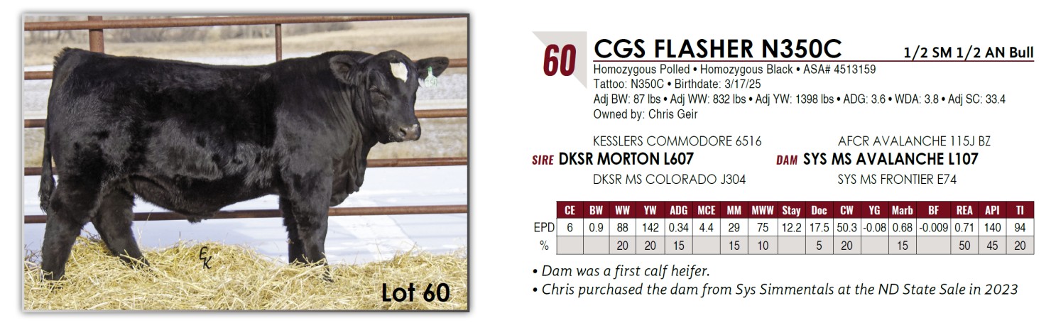 Lot 60: Kenner Simmentals - 30th Annual Simmental Bull & Female Sale ...